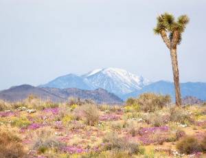 Spring in the Mojave / Photo by Steve Berardi | PhotoNaturalist ...