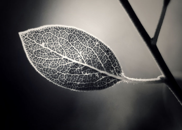 Sharpness – Relative vs Absolute | PhotoNaturalist - nature photography ...