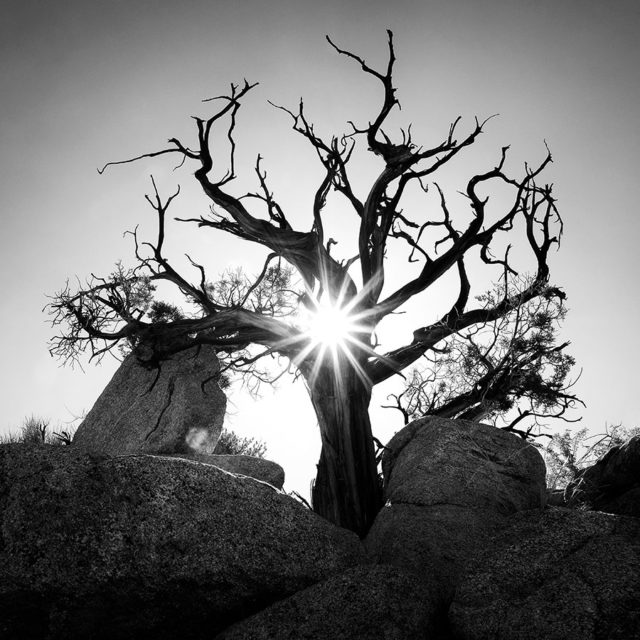 How To Capture Starbursts | PhotoNaturalist - nature photography tips ...